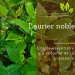Fiche solution-phyto #15 - Huile essentielle de Laurier Noble